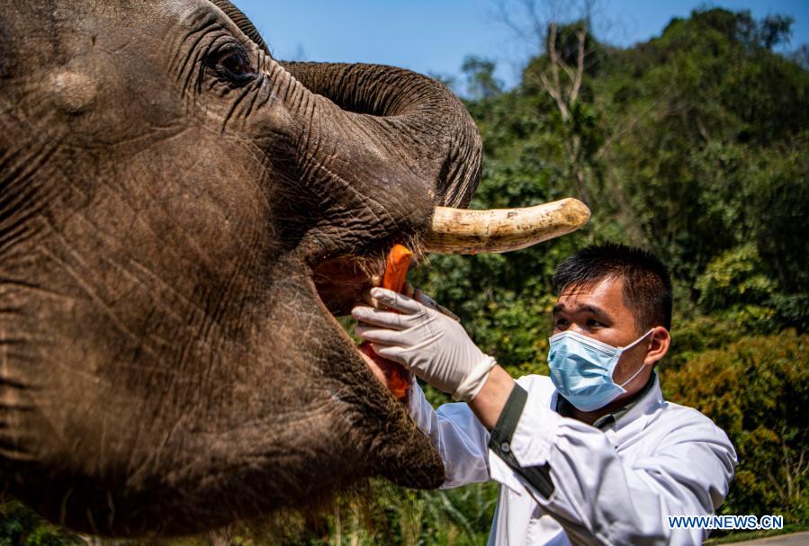 In pics: Asian elephants in Yunnan-China Story