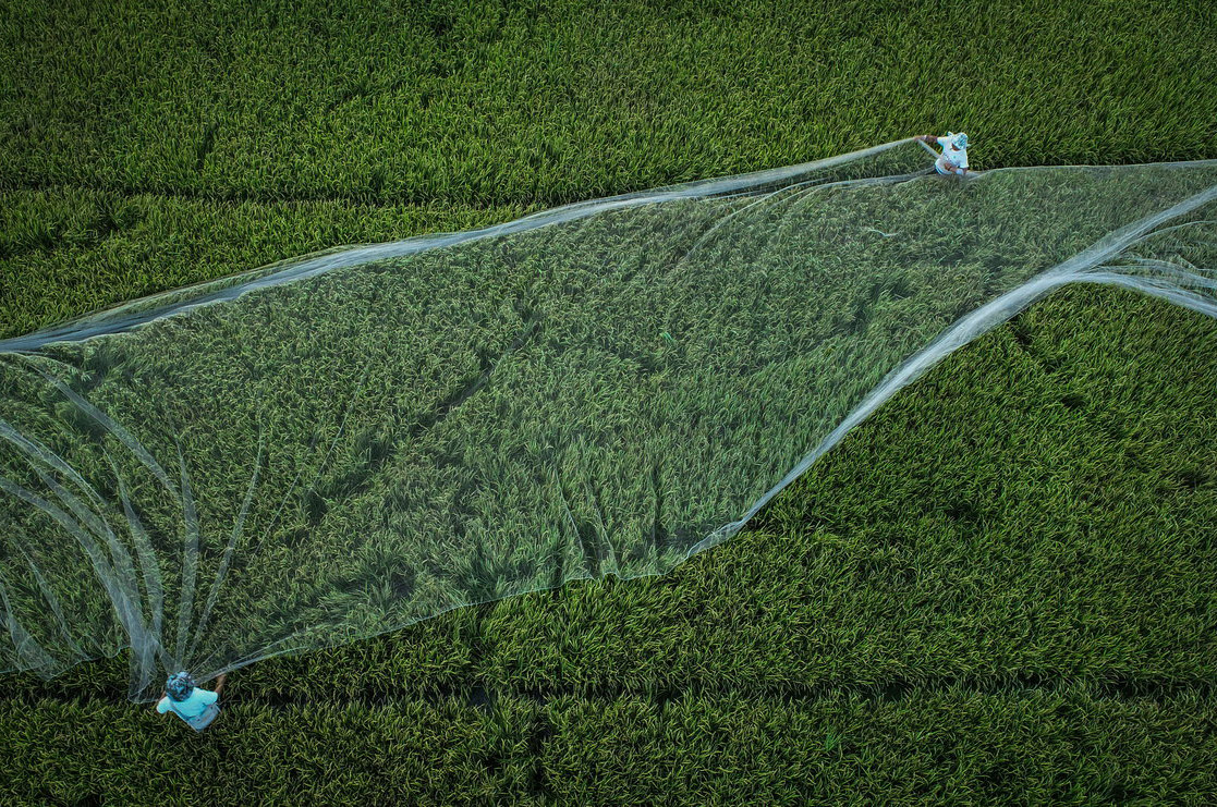 Researchers breeding 'sea rice' to feed millions-China Story